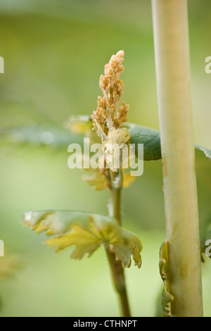 the Emerging flower Macleaya cordata (Plume Poppy Stock Photo - Alamy