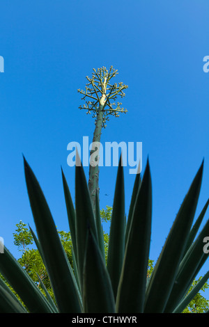Florida Agave Cactus Stock Photo - Alamy