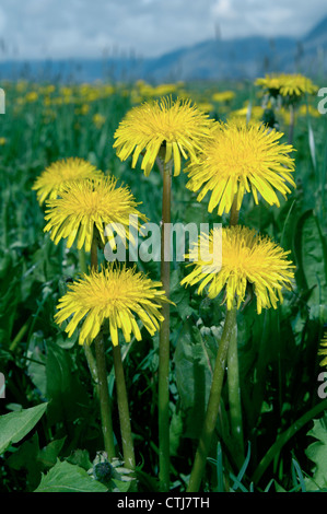 A common dandelion Taraxacum officinale with yellow flower heads ...