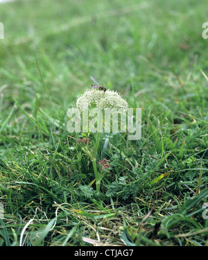 Moon Carrot in flower Stock Photo - Alamy