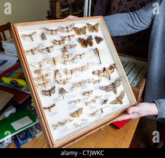 Collection of insects, moths, butterflies, beetles from around the ...