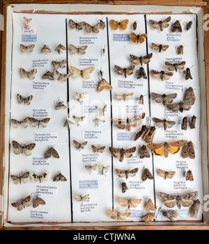 Framed insect collection, Iceland Stock Photo - Alamy