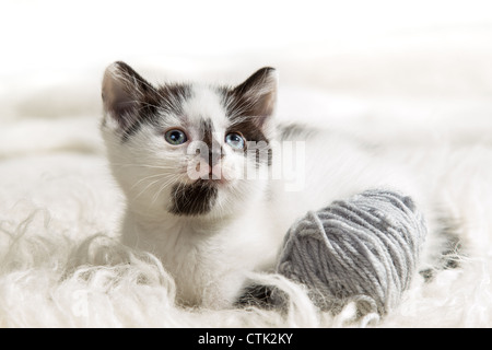 Small cute kitten on carpet Stock Photo - Alamy