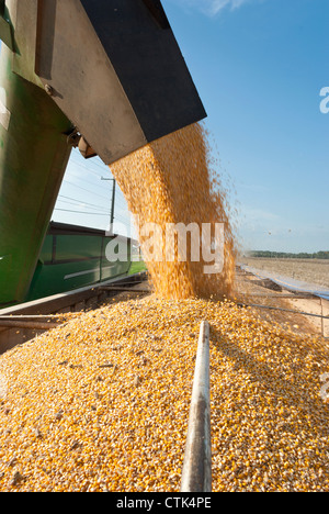 Corn being harvested and ready for transport Stock Photo - Alamy