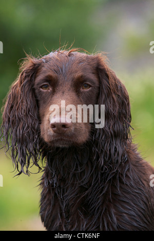 Working cocker spaniel portrait Stock Photo - Alamy
