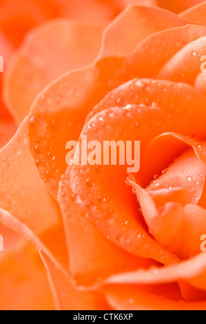 Close-up details of soft petals like pink zinnia, yellow lily, purple ...