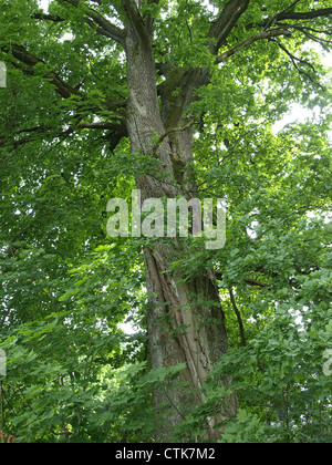 oak tree with mossy log / Eichenbaum mit bemoostem Stamm Stock Photo ...