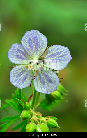 Pale blue Geranium flower Stock Photo - Alamy
