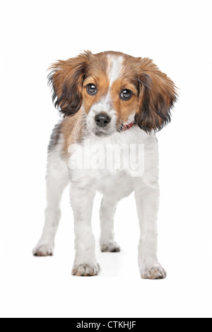 mixed breed puppy. Beagle and Dutch Kooiker hound mix Stock Photo - Alamy