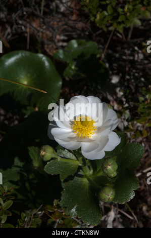 Mount Cook lilly Ranunculus lyallii is flowering in November in Hooker ...