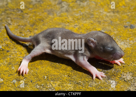 Baby Wild Brown Rat, Rattus norvegicus eating crumbs left for the birds ...