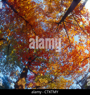 Maple forest in autumn, wide angle photo Stock Photo - Alamy