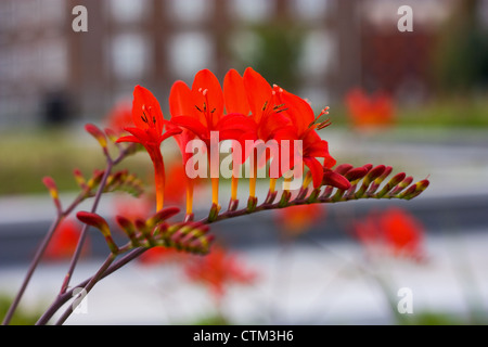 Beautiful Closeup of Crocosmia Flower Lucifer in Full Bloom in a Garden ...