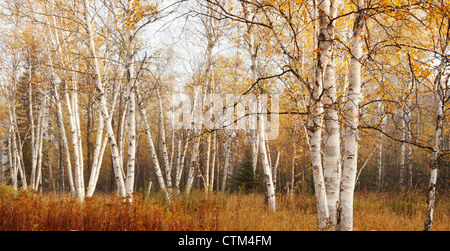 Birch Grove In Autumn; Thunder Bay, Ontario, Canada Stock Photo - Alamy