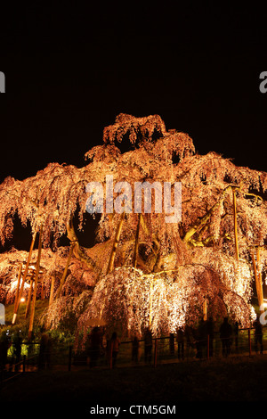 Old cherry blossom tree MiharuTakizakura, Fukushima, Japan Stock Photo ...