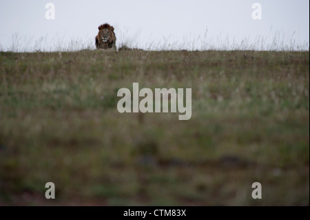 Lone Lion keeping watch at the end of the day in the Mara Stock Photo ...