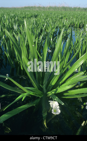 White flower of water soldier aquatic plant Stock Photo - Alamy