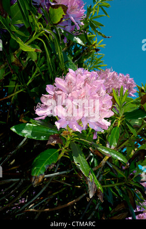 Rhododendron shrub Ericaceae with the red flowers pictures images ...