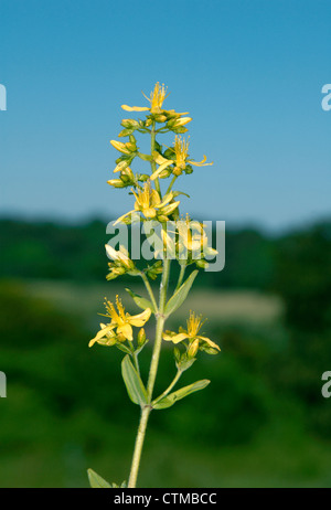hairy St John's-wort (Hypericum hirsutum), blooming, Germany, Bavaria ...