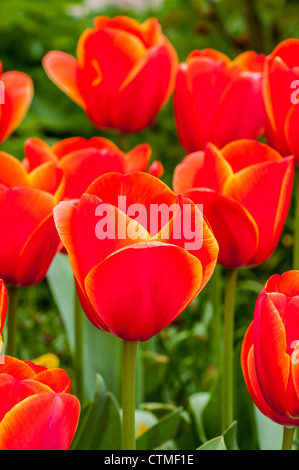 Hollandia tulip, Monet's garden, springtime, Giverny; Normandy; France ...