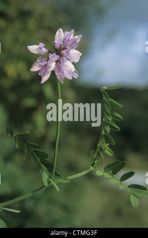 Wood Bitter-vetch, Vicia orobus Stock Photo - Alamy