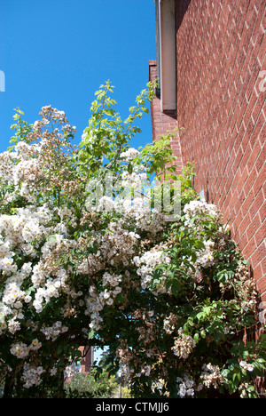 White climbing rambling rose Seagull in full flower against bright blue ...