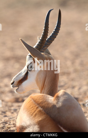 The rear view of a Springbok Stock Photo - Alamy