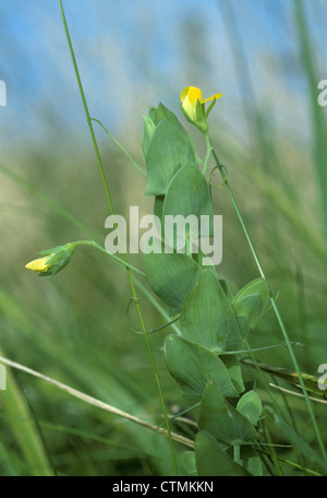 Wild Annual Yellow Vetchling flower, Lathyrus annuus Stock Photo - Alamy