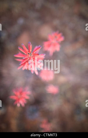 Erica sp Erica sp Stock Photo - Alamy