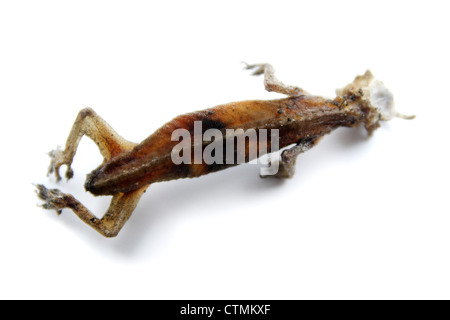 Dried Gecko corpse Stock Photo - Alamy