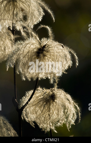 Mavuradona Safari Area, Mashonaland East, Zimbabwe Stock Photo - Alamy