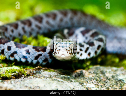 northern black racer, Coluber constrictor constrictor, eggs hatching ...
