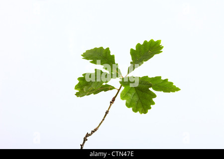 Oak sapling Stock Photo - Alamy