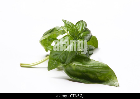 fresh plants of Ocimum basilicum Stock Photo - Alamy