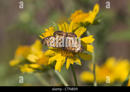 Theona Checkerspot Butterfly, Chlosyne theona, on Coreopsis wildflower ...