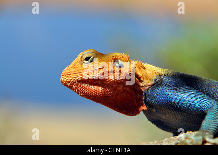 A close-up picture of the Kenyan Rock Agama (lat. Agama Lionotus ...