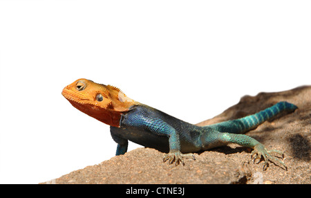 A close-up picture of the Kenyan Rock Agama (lat. Agama Lionotus ...