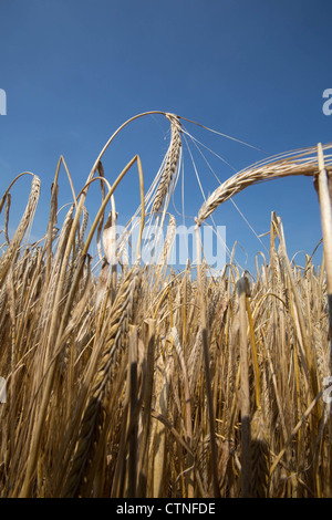 Ripe Winter Barley Ready for harvesting Stock Photo - Alamy