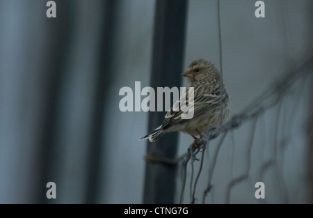 Yellow-rumped seedeater (Serinus atrogularis), at a waterhole, South ...