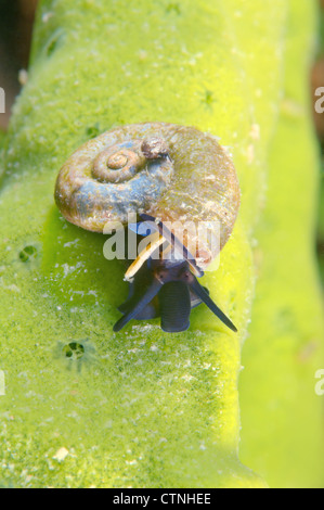 Great Ramshorn Snail (Planorbis planorbis), Lake Baikal, Siberia ...