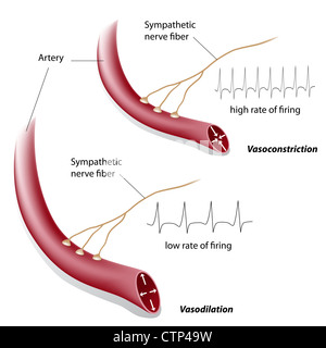 Blood Vessel Constriction and Dilation Stock Photo - Alamy