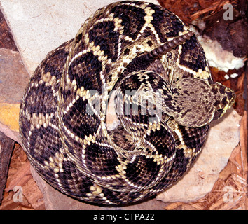 Eastern Diamondback Rattlesnake (Crotalus adamanteus) on sand dunes ...