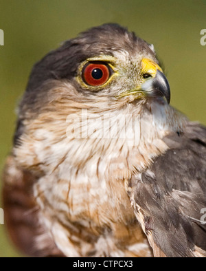 Close-up of wild sharp-shinned hawk photographed from a blind Stock ...