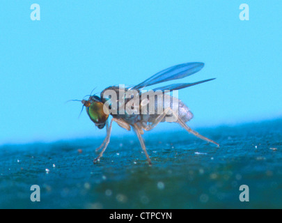 Thrypticus fly close-up Stock Photo - Alamy