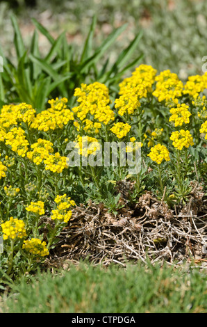Yellow flowers of alyssum. Flowering plant close-up. Alyssum Stock ...