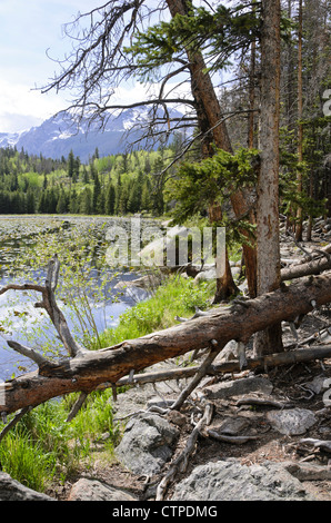 Cub Lake Rocky Mountain National Park Colorado usa Stock Photo - Alamy