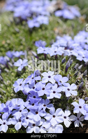 Rocky Mountain Phlox Stock Photo - Alamy