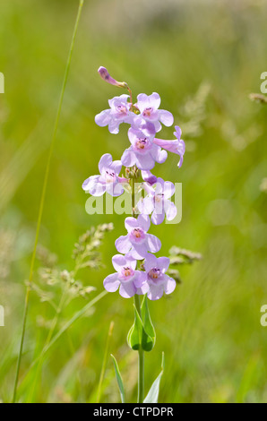 Sidebells Penstemon (Penstemon secundiflorus Stock Photo - Alamy
