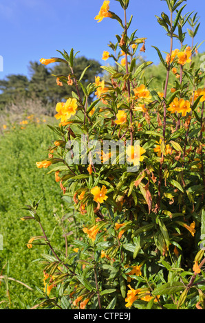 Orange Mimulus Aurantiacus (Bush Monkey Flower) grown at RHS Garden ...