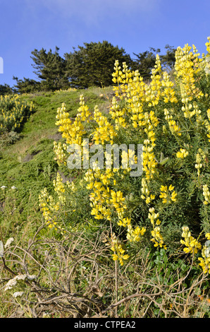 Yellow Tree Lupins, Lupinus arboreus, near Marahau Beach, south island ...